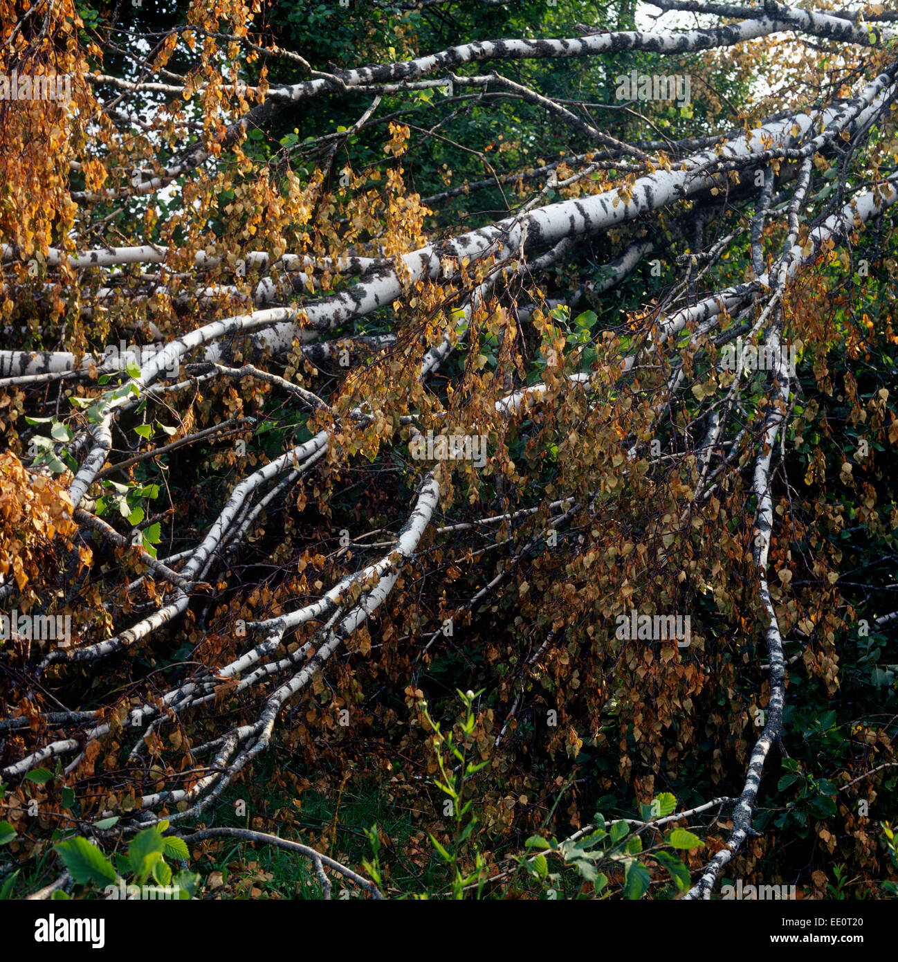 Broken leaves hi-res stock photography and images - Alamy