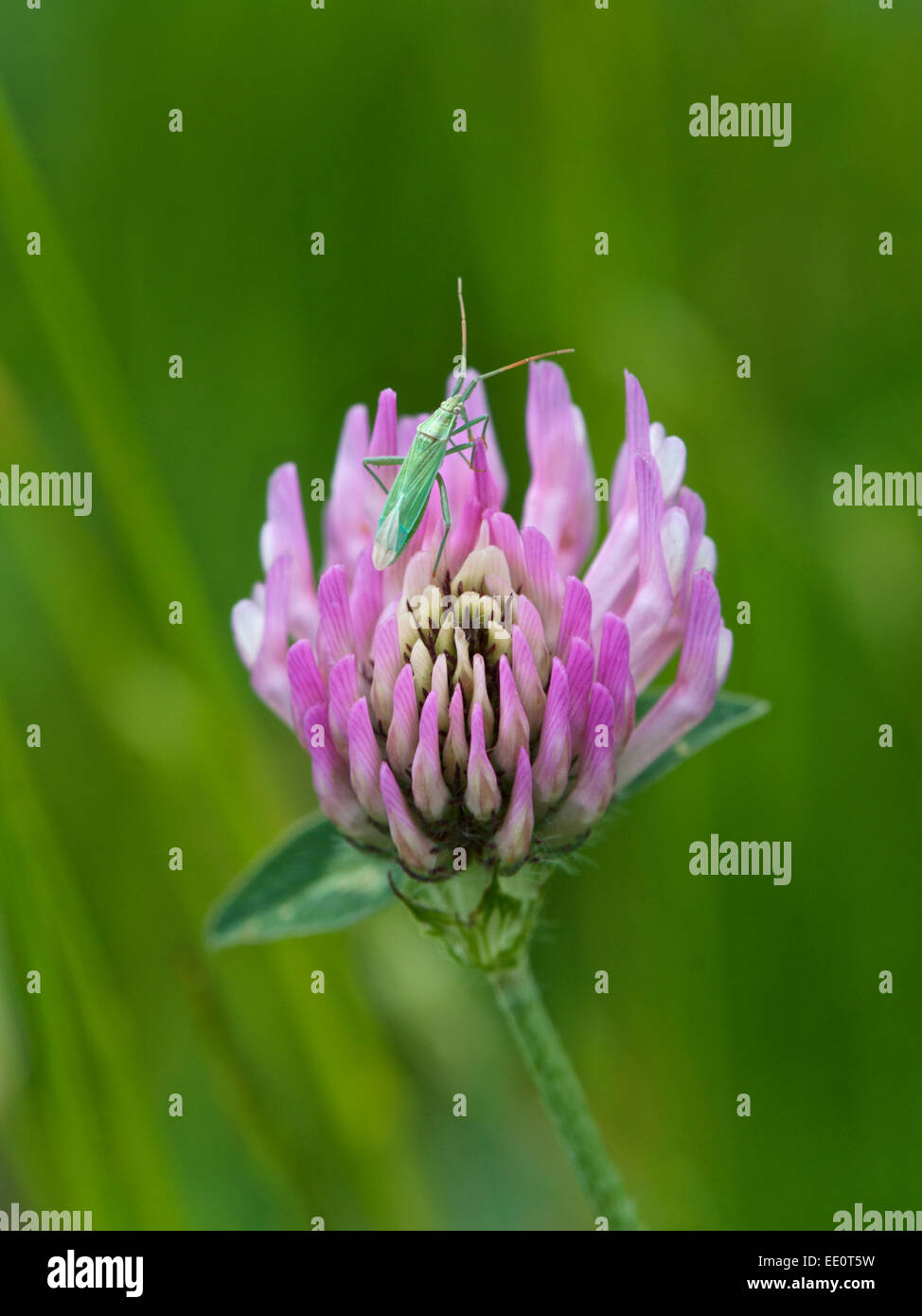 Insect red clover hi-res stock photography and images - Alamy