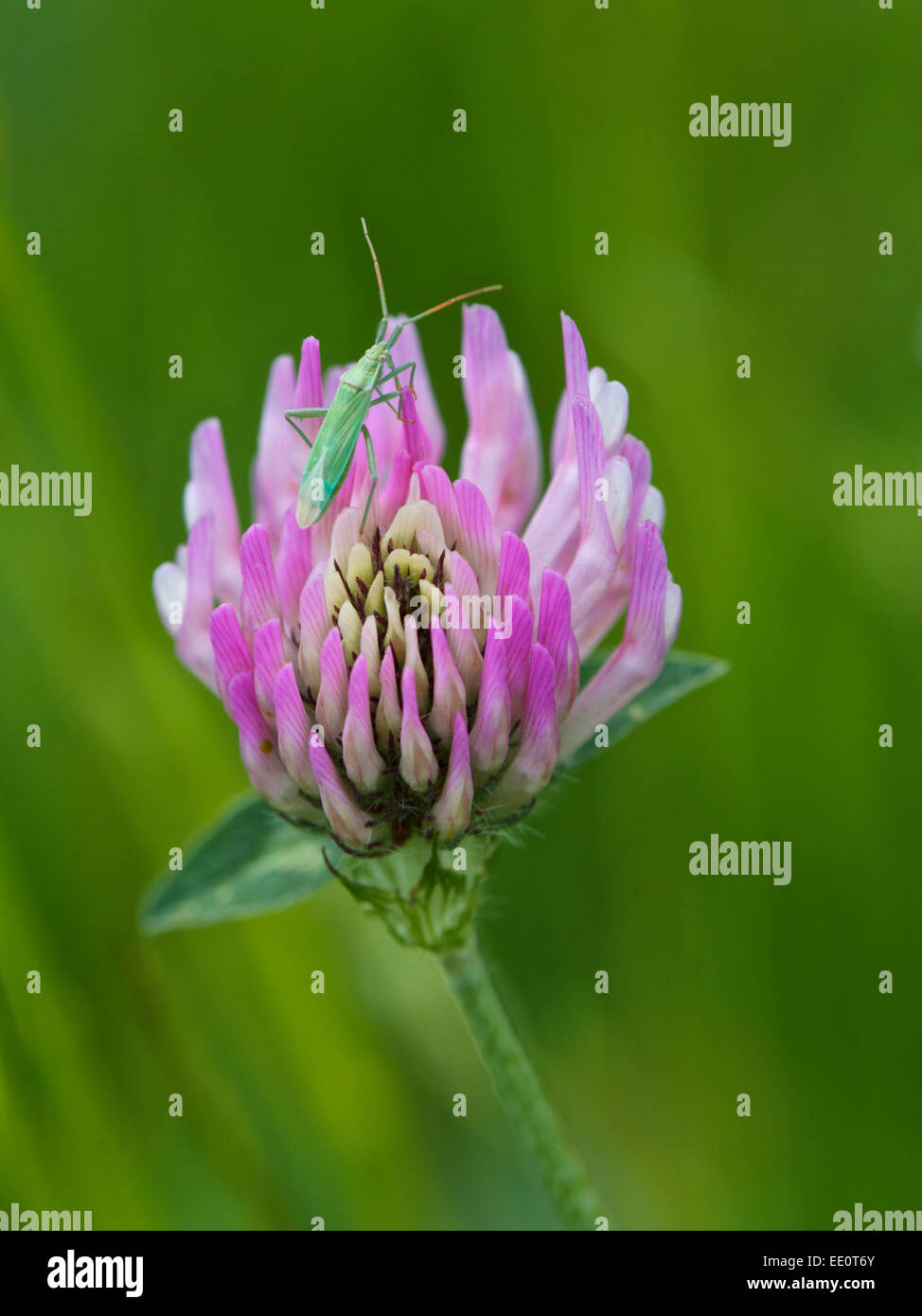 Capsid Bug Stock Photos & Capsid Bug Stock Images - Alamy