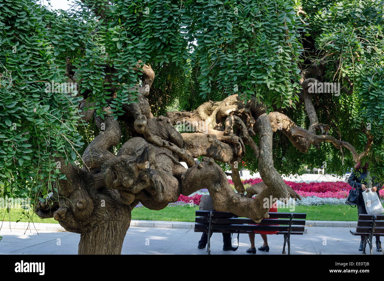Interesting tree trunk hi-res stock photography and images - Alamy