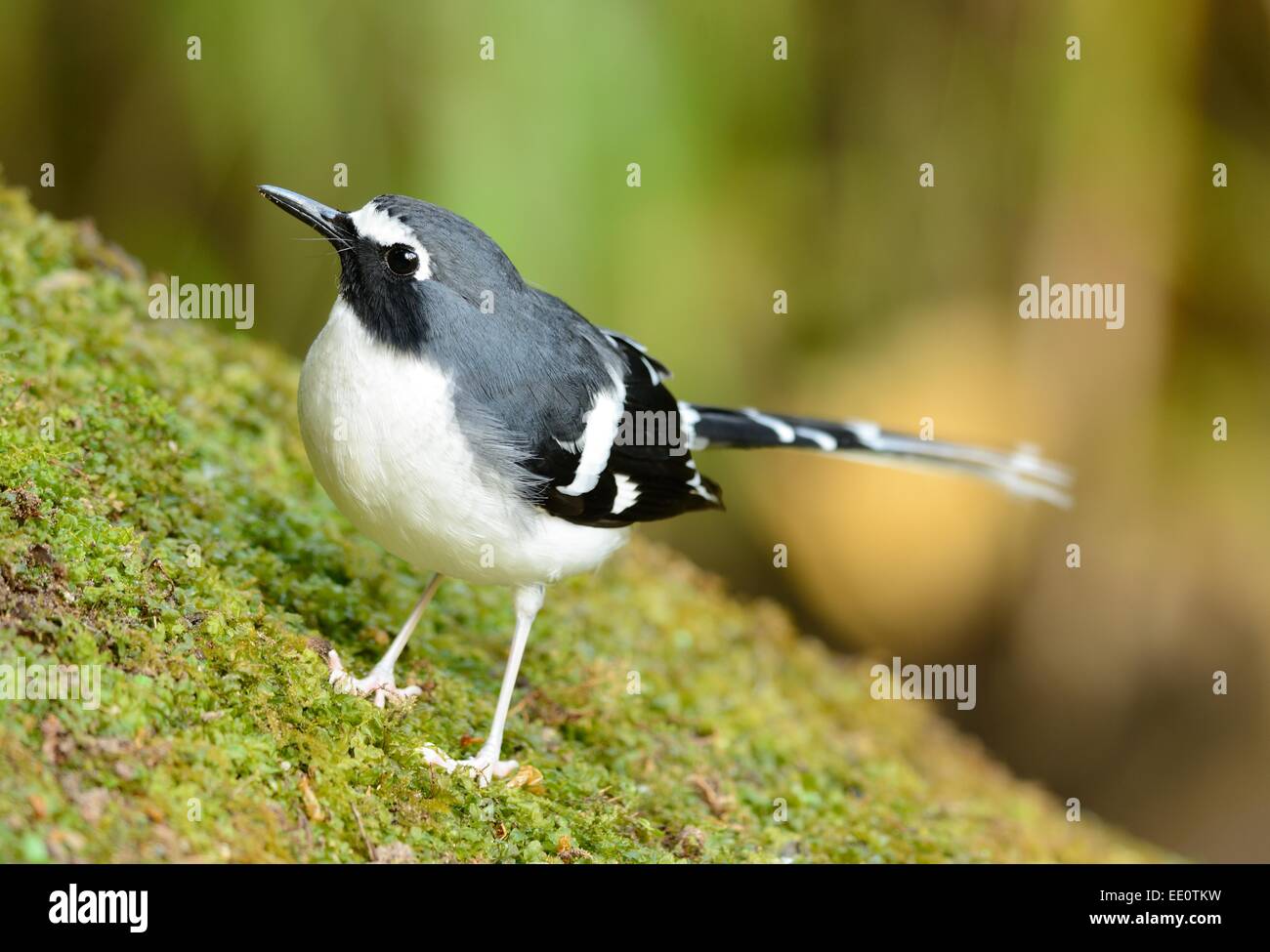 beautiful slaty-backed forktail (Enicurus schistaceus) in Thai forest ...
