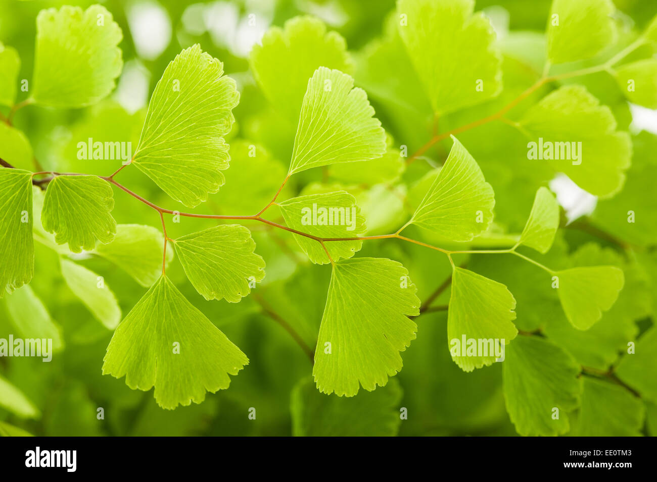 Maidenhair Fern High Resolution Stock Photography and Images - Alamy