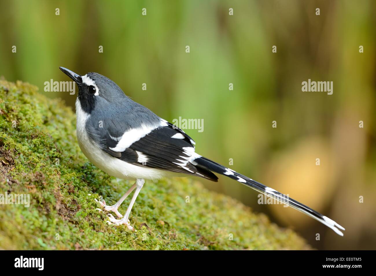 Forktail bird hi-res stock photography and images - Alamy