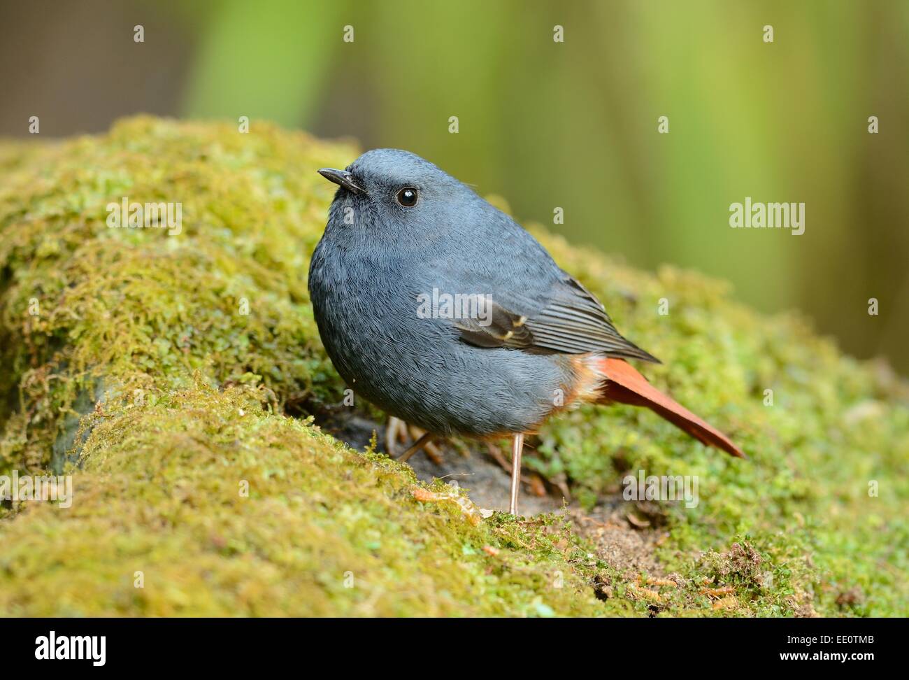 beautiful male Plumbeous Redstart (Rhyacornis fuliginosa) in Thai ...