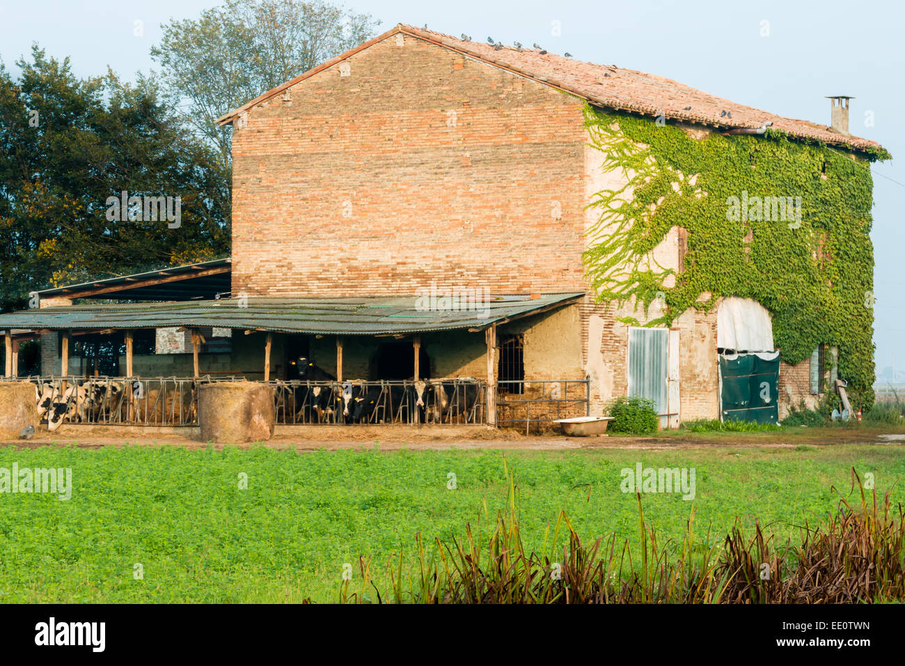farm house with cows and round hay bales Stock Photo - Alamy