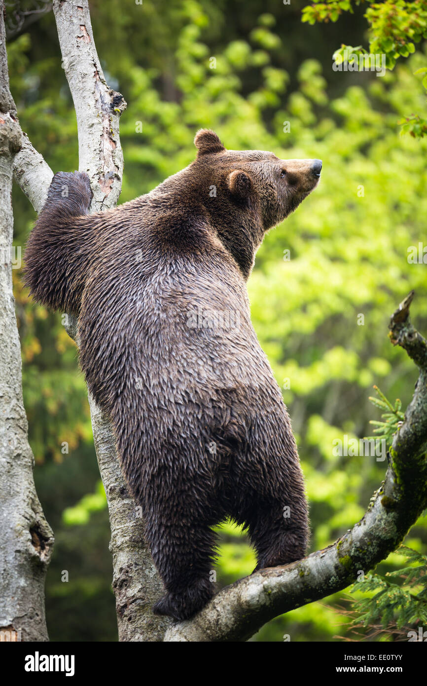 Brown bear (Ursus arctos Stock Photo - Alamy