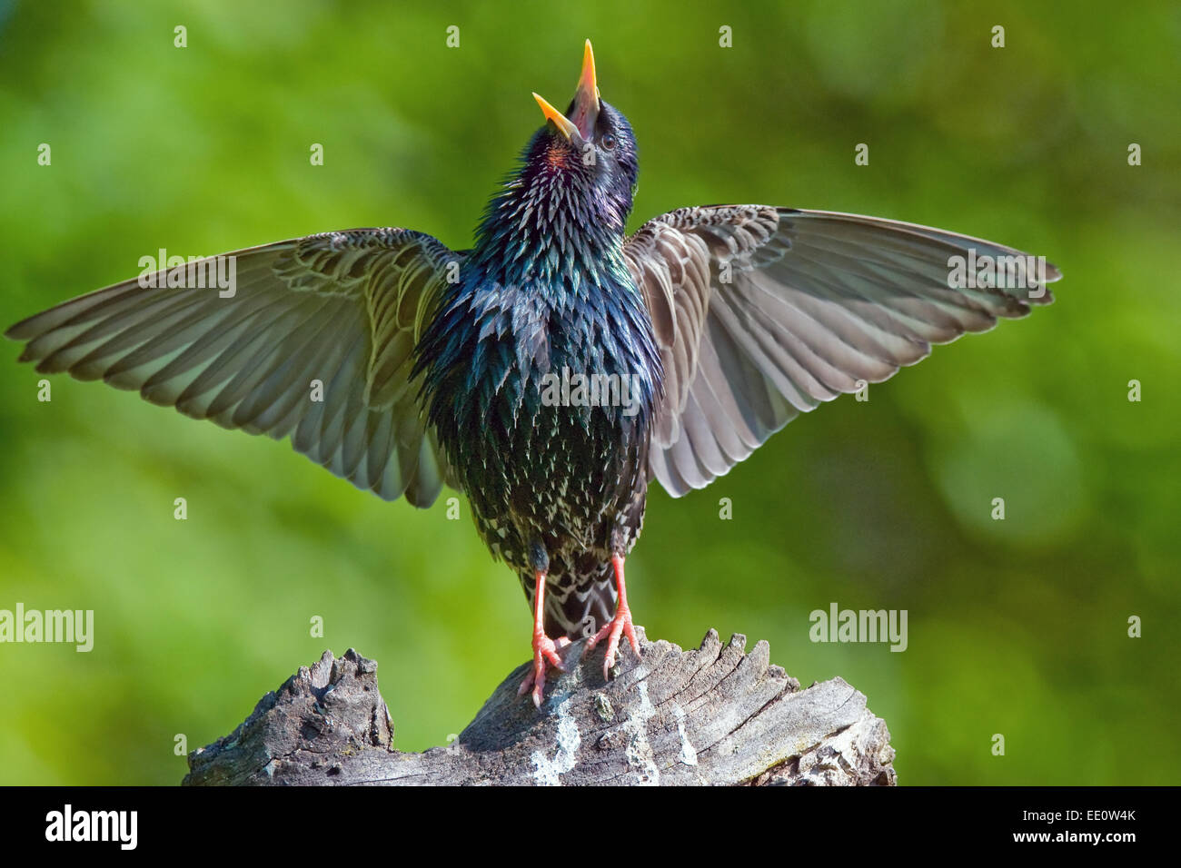 Common starling singing hi-res stock photography and images - Alamy