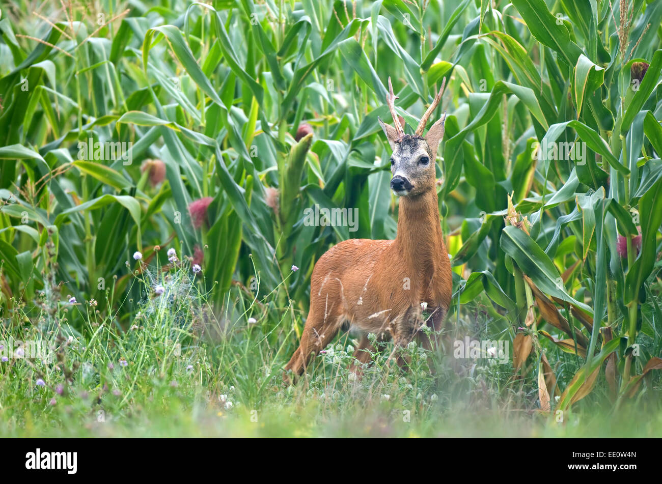 Roe deer hi-res stock photography and images - Alamy