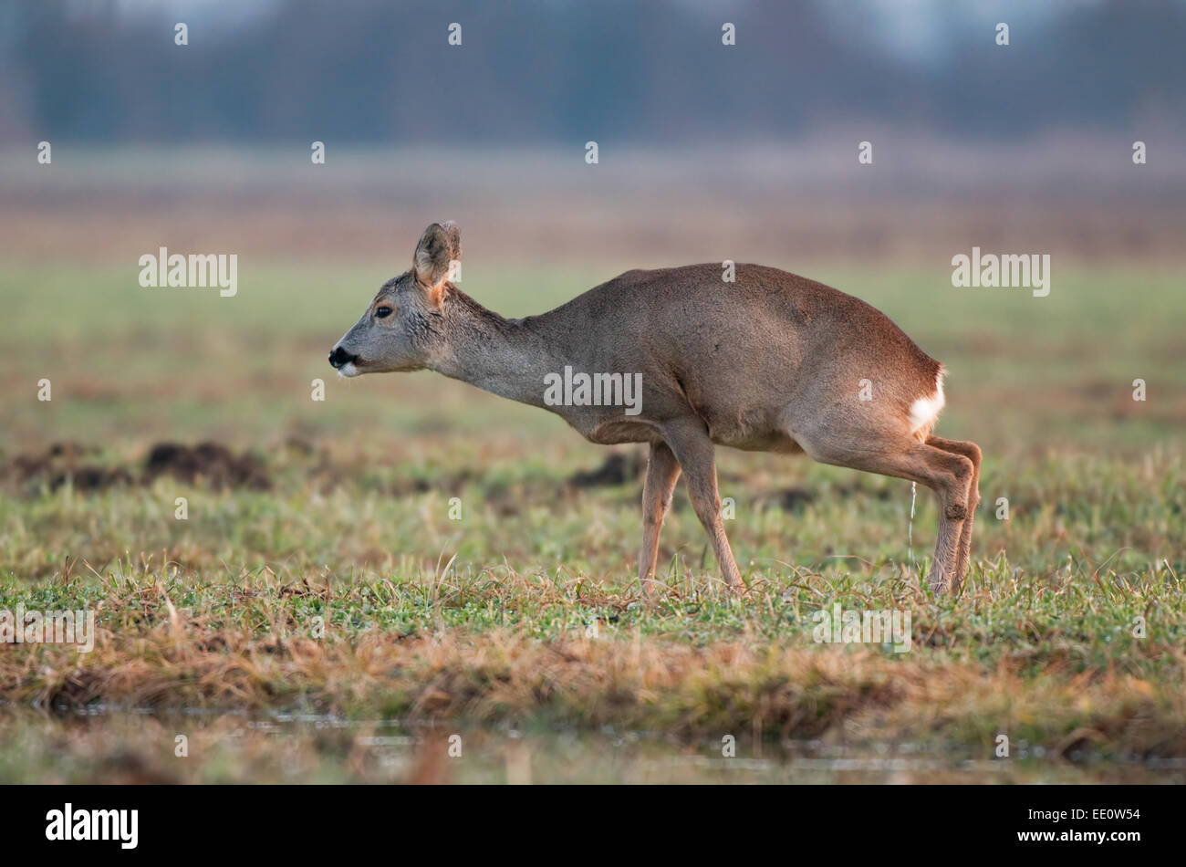 Roe deer peeing Stock Photo - Alamy