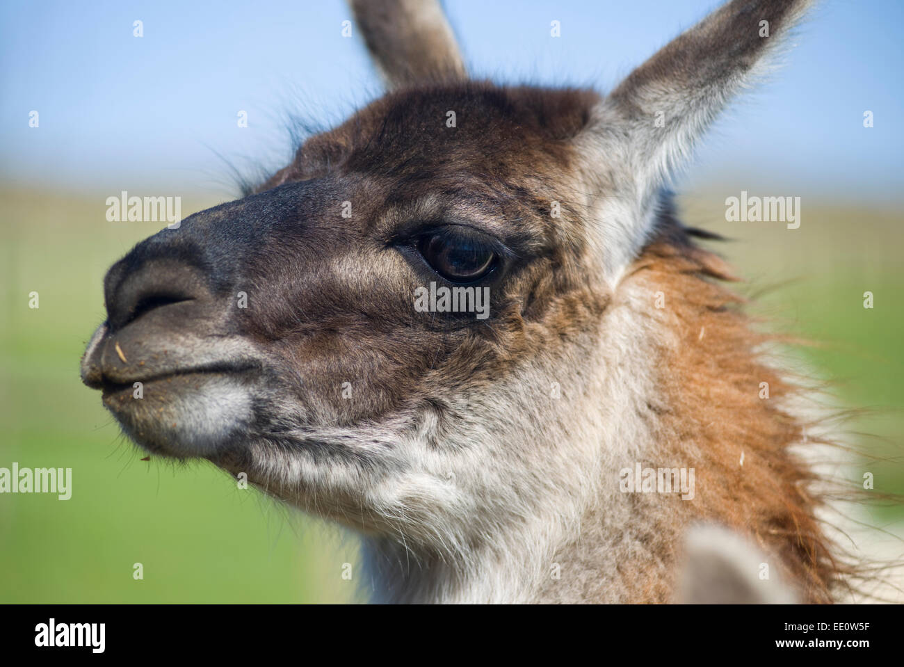 Profile llama animal head hi-res stock photography and images - Alamy