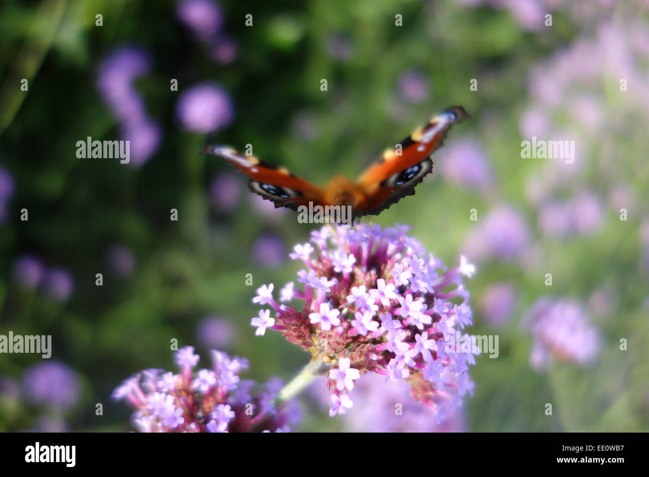 Butterfly about to take off Stock Photo - Alamy