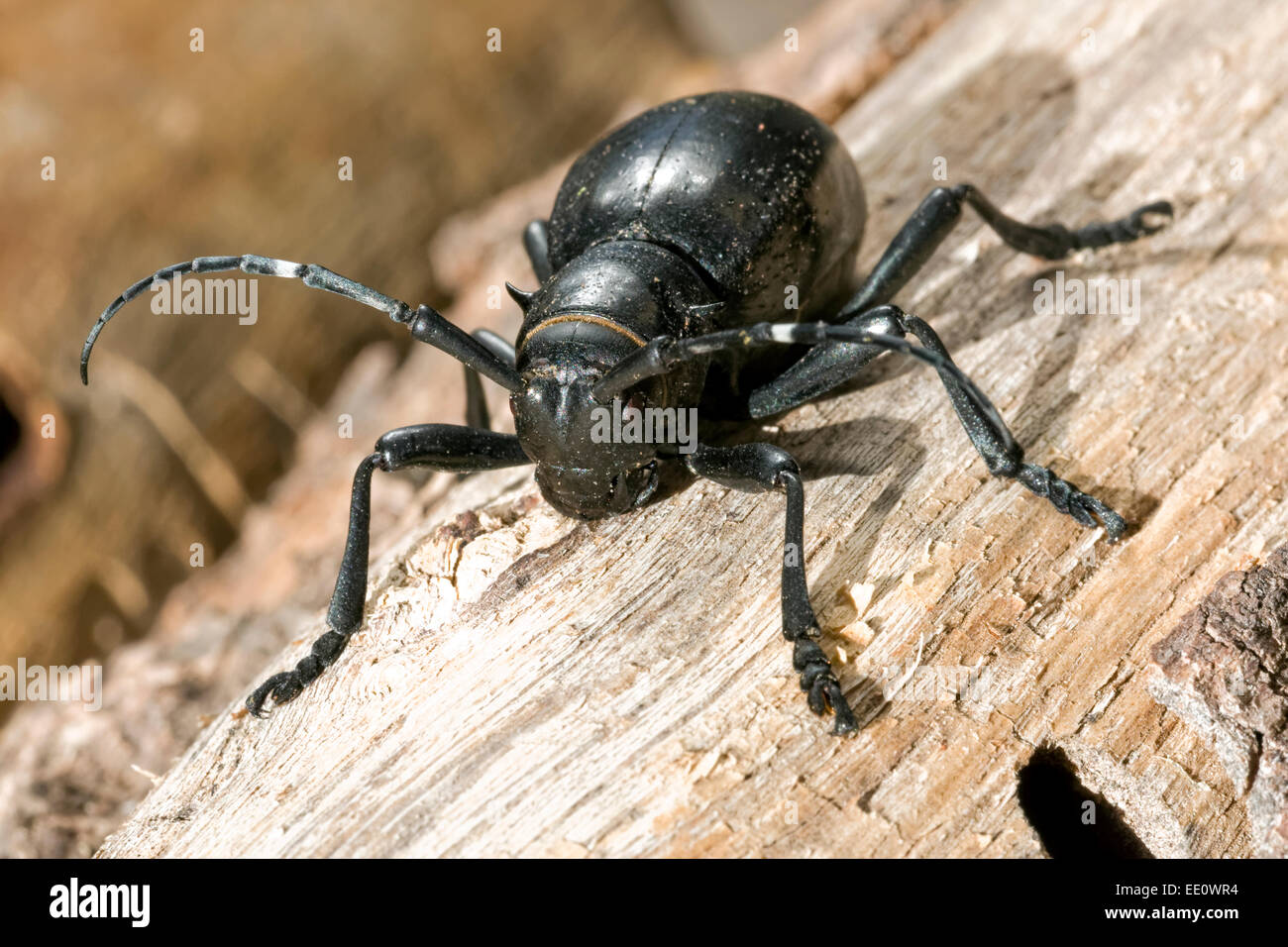 Long horned Cactus Beetle Moneilema gigas, Arizona Stock Photo - Alamy