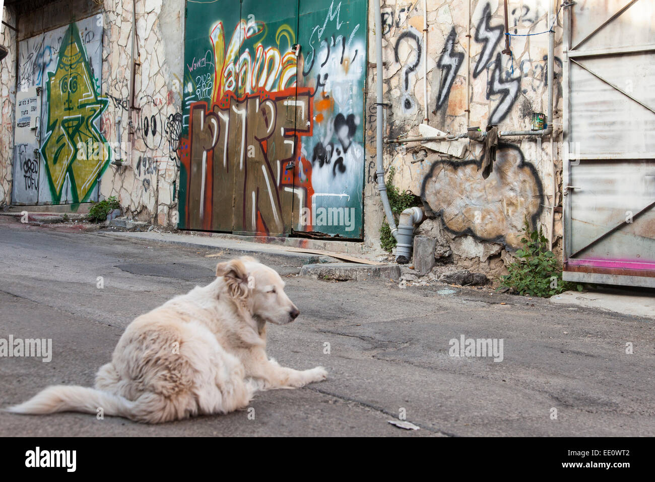 Dog of israel hi-res stock photography and images - Alamy