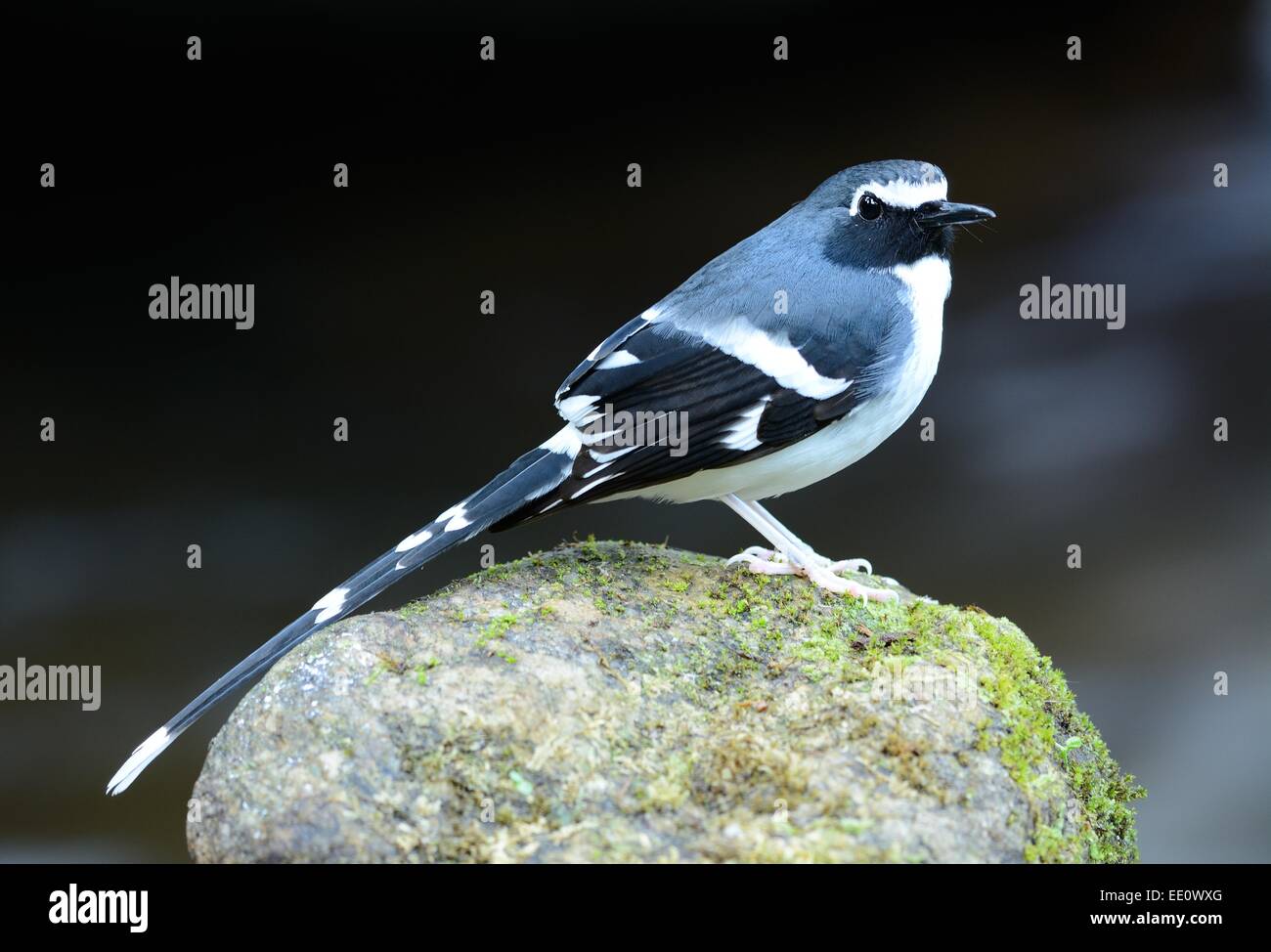 beautiful slaty-backed forktail (Enicurus schistaceus) in Thai forest ...