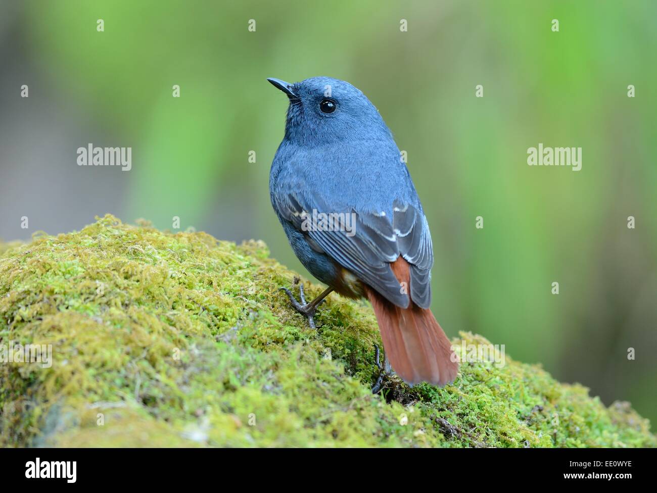 beautiful male Plumbeous Redstart (Rhyacornis fuliginosa) in Thai ...