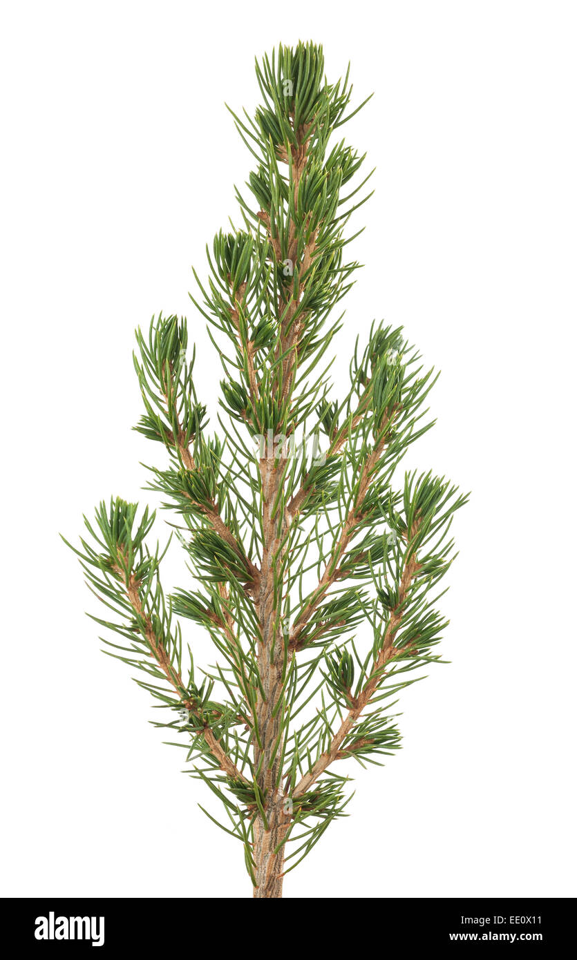 white spruce sprig isolated on white background Stock Photo - Alamy