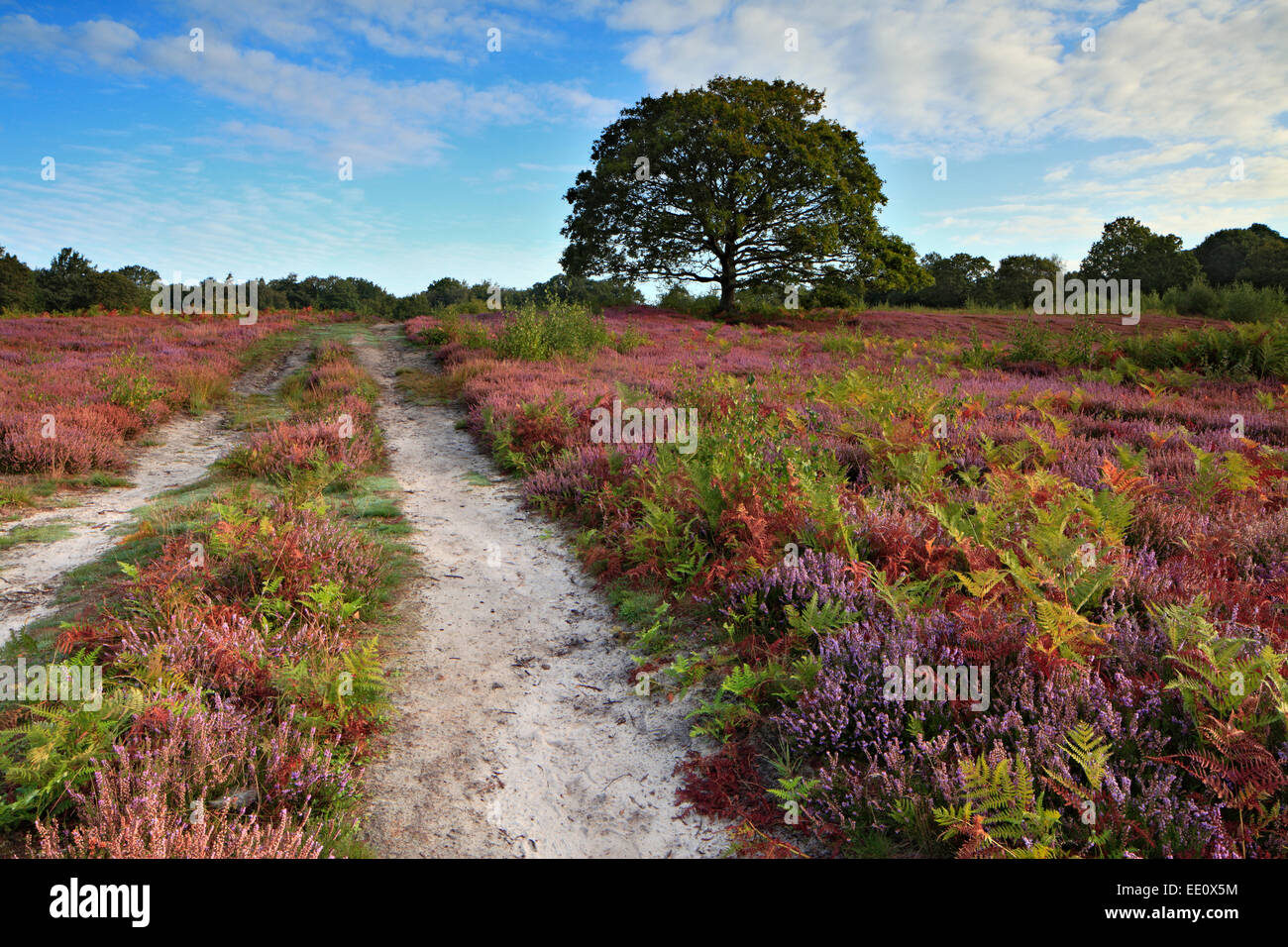 Heathland landscapes hi-res stock photography and images - Alamy