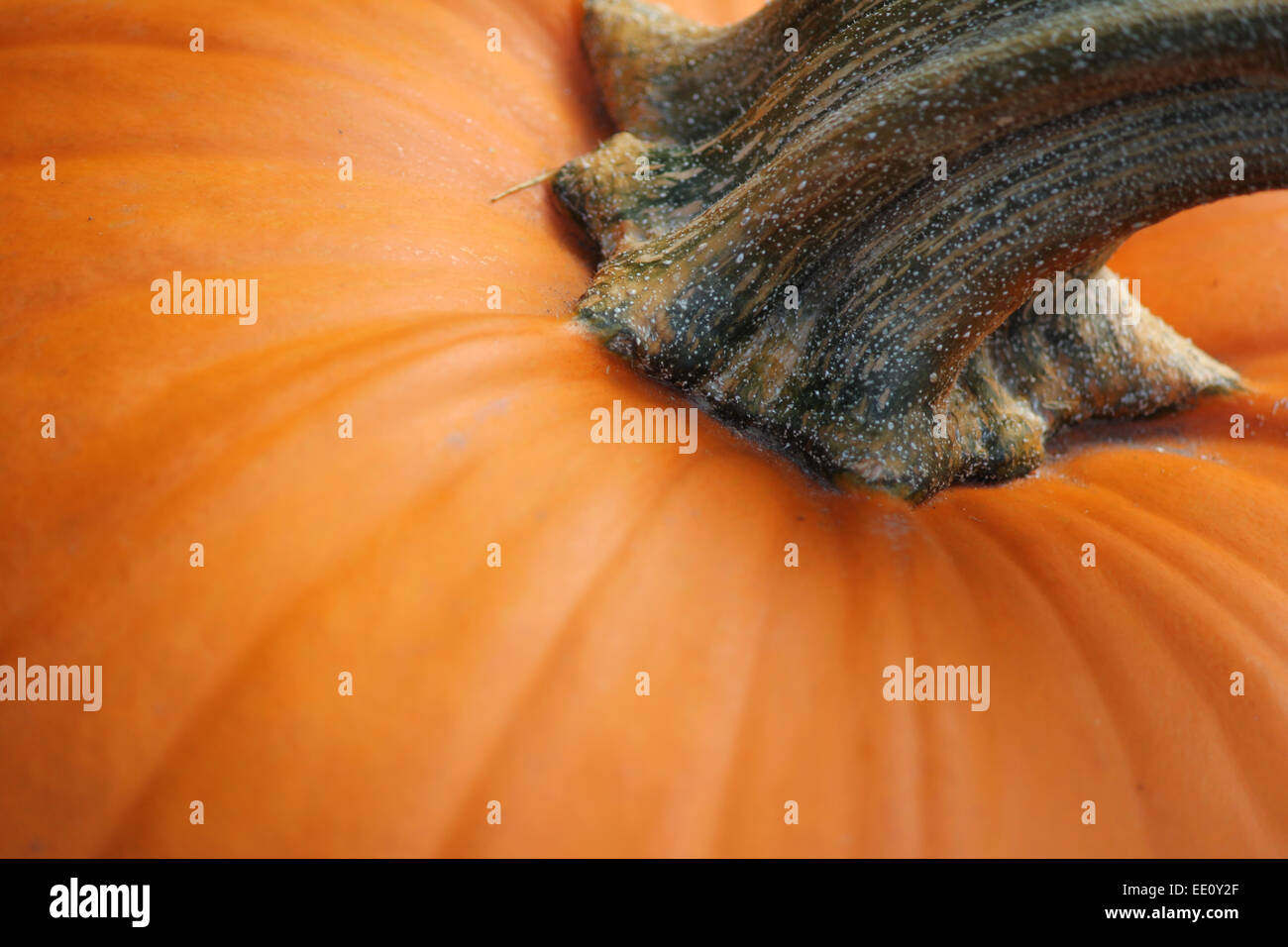 Closeup photograph hi-res stock photography and images - Alamy