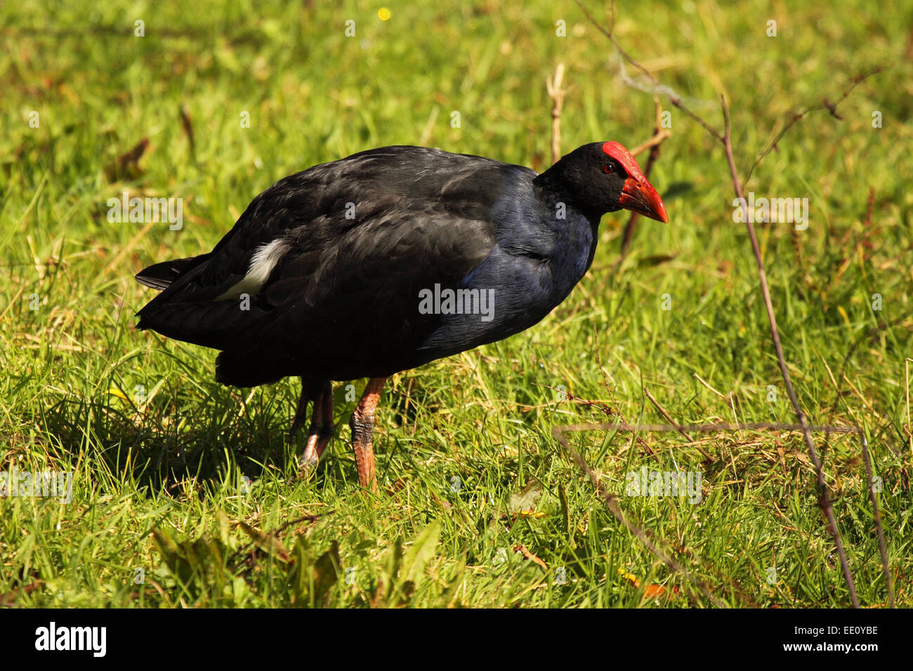 Pukeko Wildlife High Resolution Stock Photography and Images - Alamy