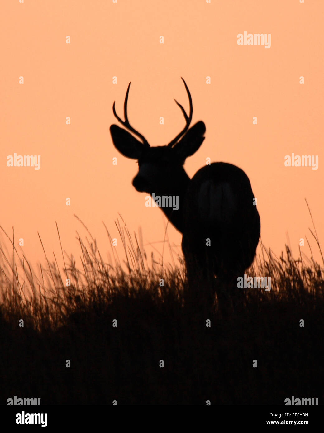 Mule deer buck silhouette hi-res stock photography and images - Alamy