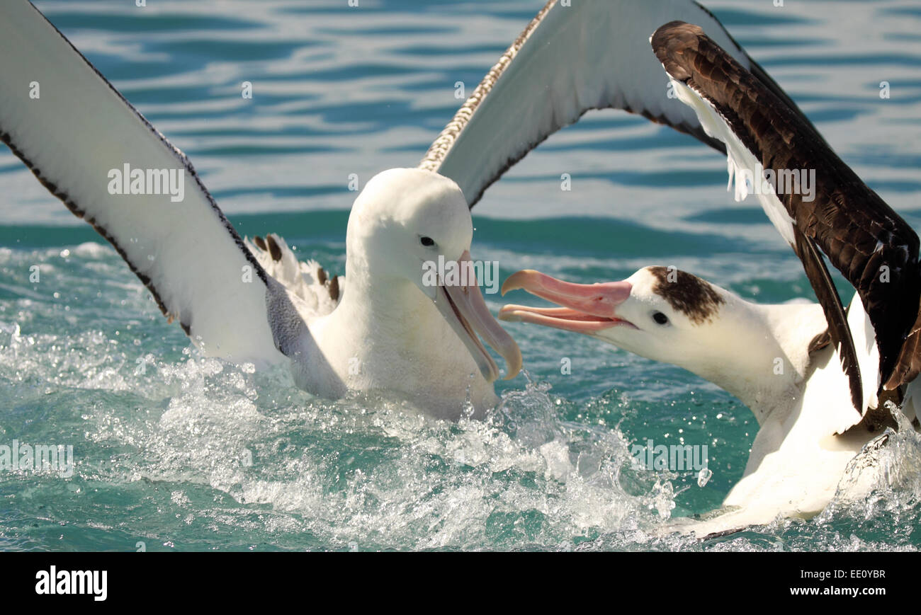 Fighting albatross hi-res stock photography and images - Alamy