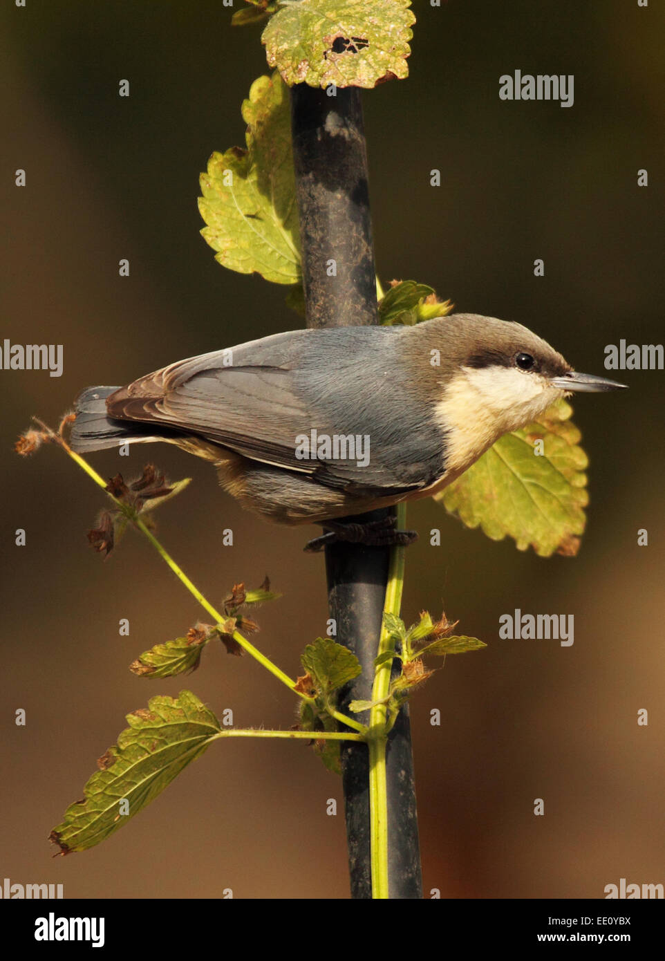 A Brown-headed Nuthatch perched among green Stock Photo - Alamy