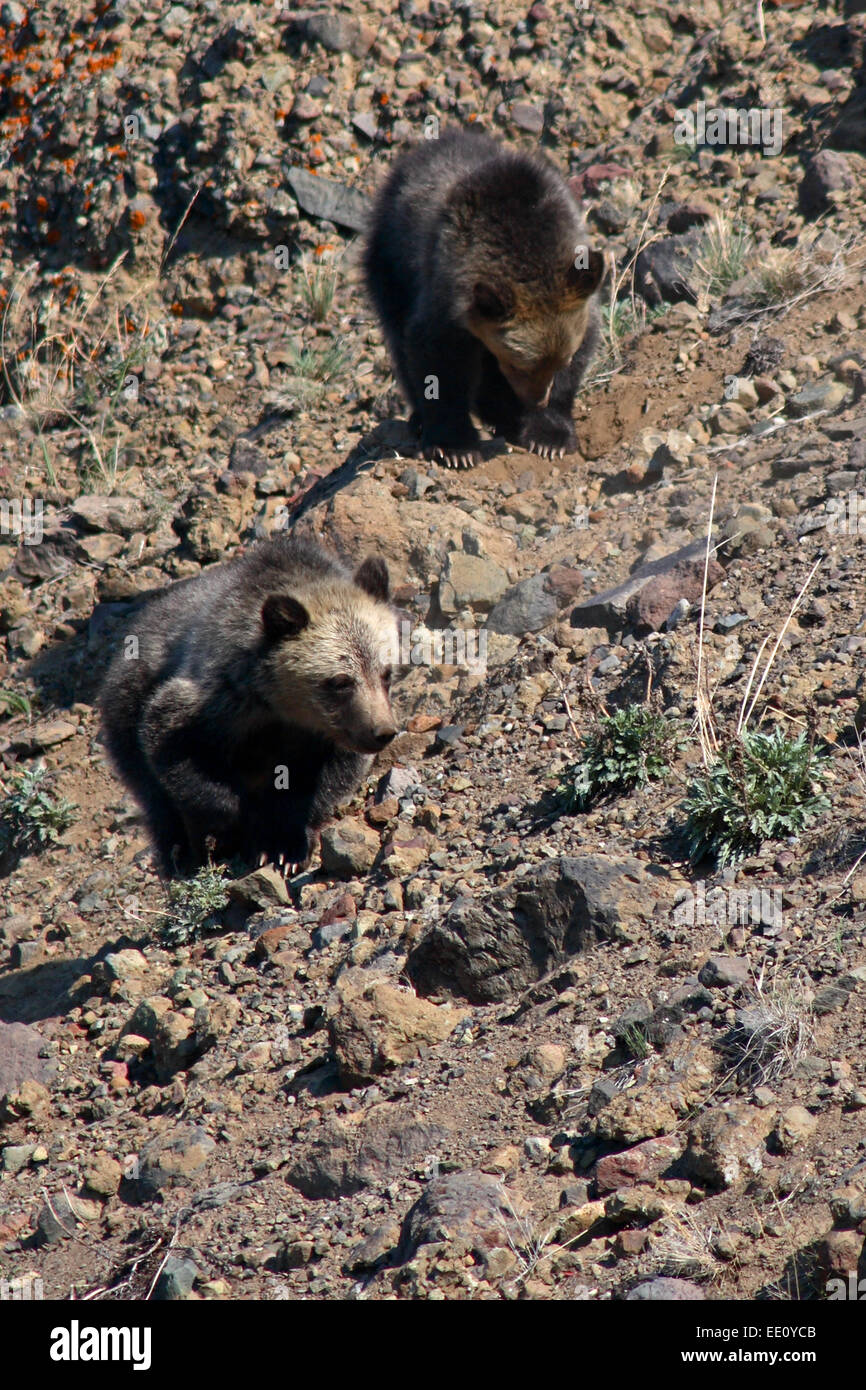 Baby bear eating hi-res stock photography and images - Alamy