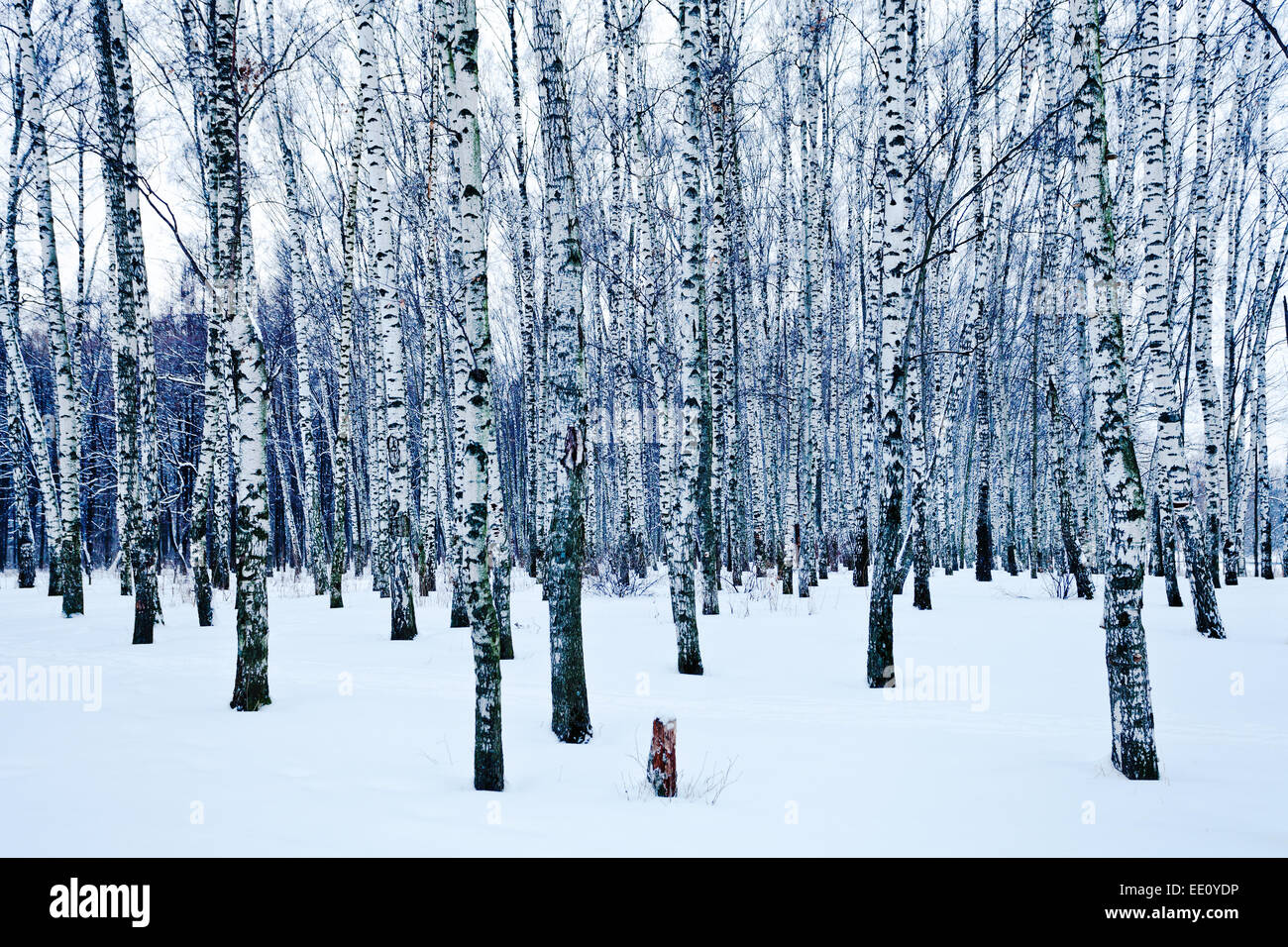 Birchwood In Winter Stock Photos & Birchwood In Winter Stock Images - Alamy