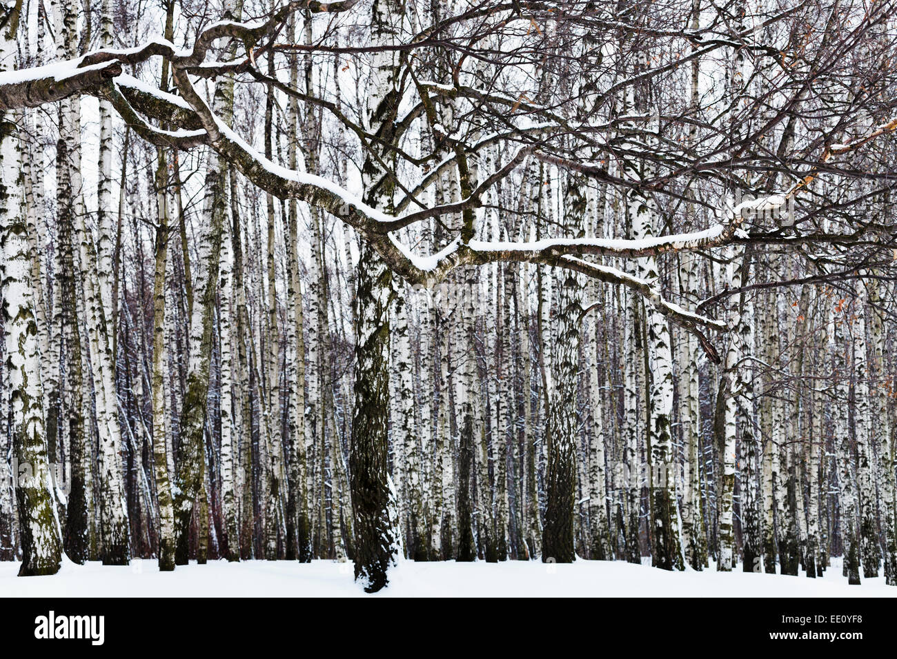 Birchwood In Winter High Resolution Stock Photography and Images - Alamy