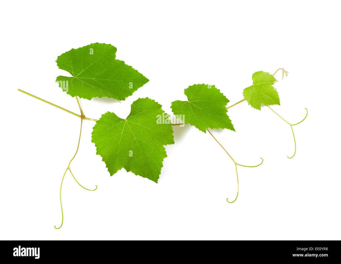 Vine shoot Cut Out Stock Images & Pictures - Alamy
