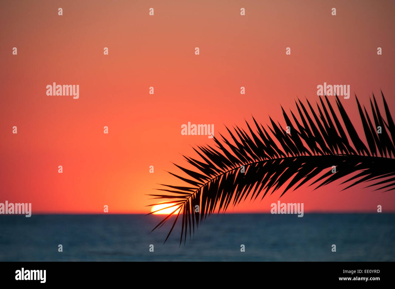 Sunset beach, evening sea, palm trees Stock Photo - Alamy