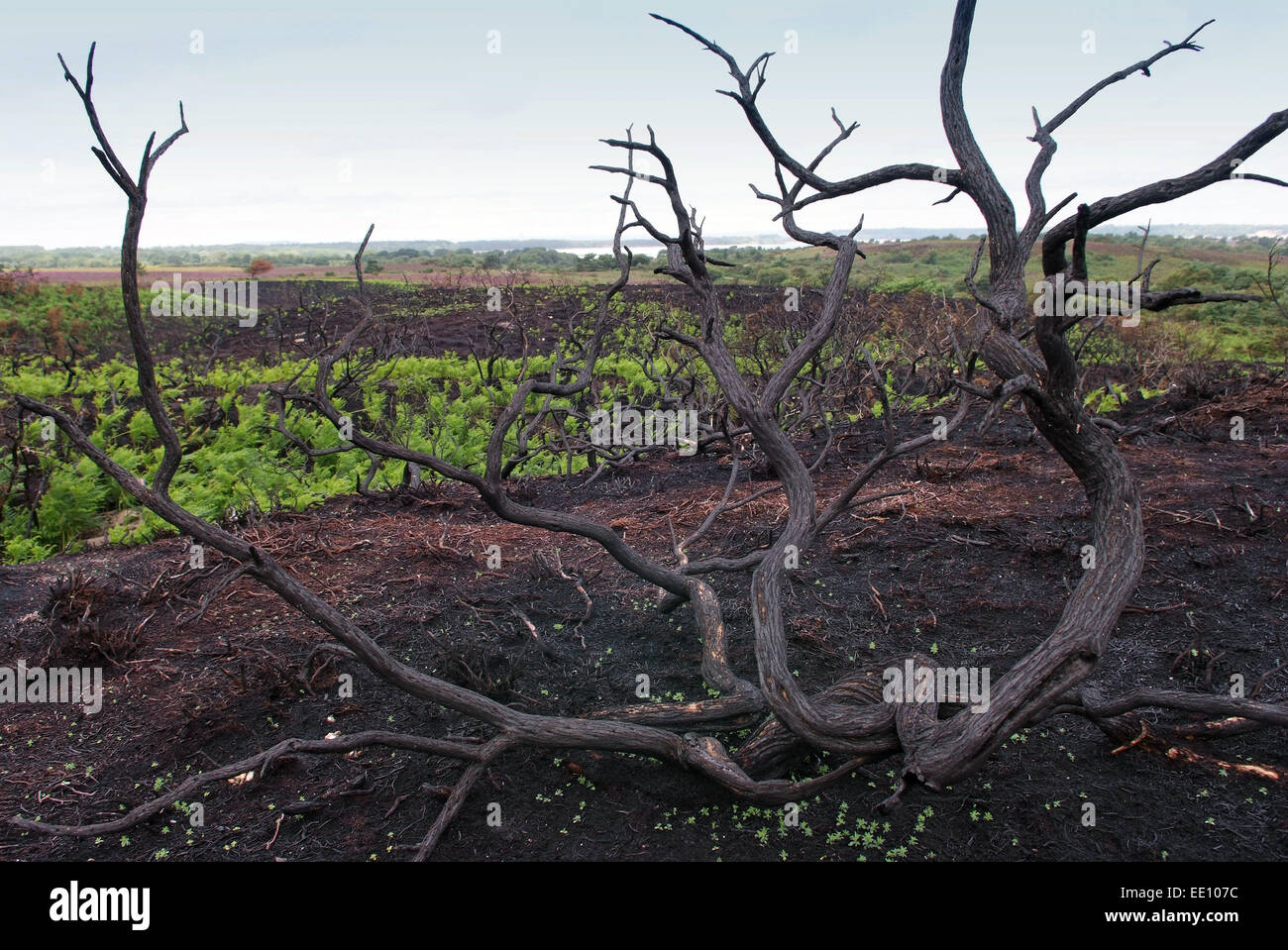Studland & Godlington Heaths, Dorset, UK showing ponies and Agglestone ...
