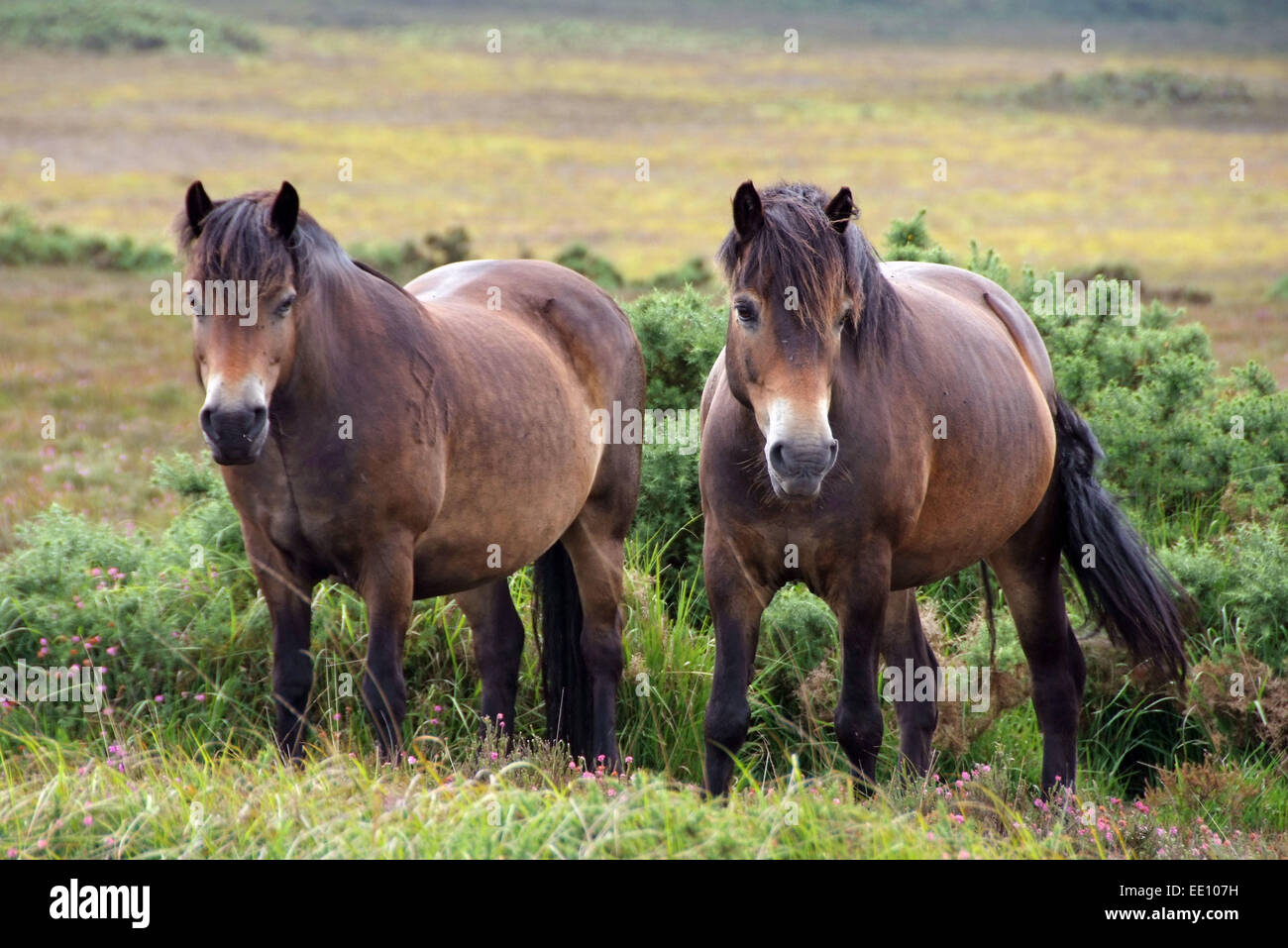 Studland & Godlington Heaths, Dorset, UK showing ponies and Agglestone ...