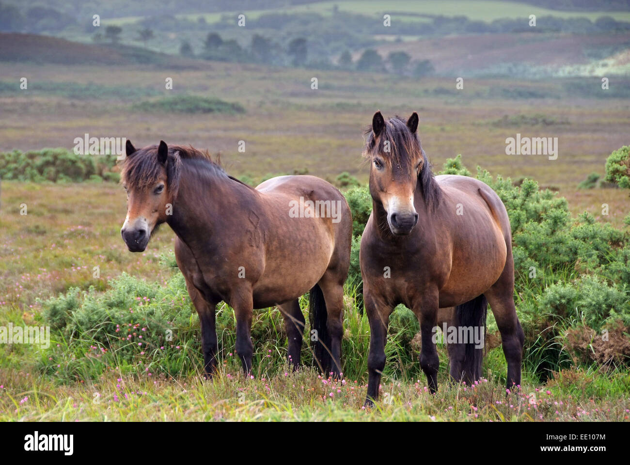 Studland & Godlington Heaths, Dorset, UK showing ponies and Agglestone ...