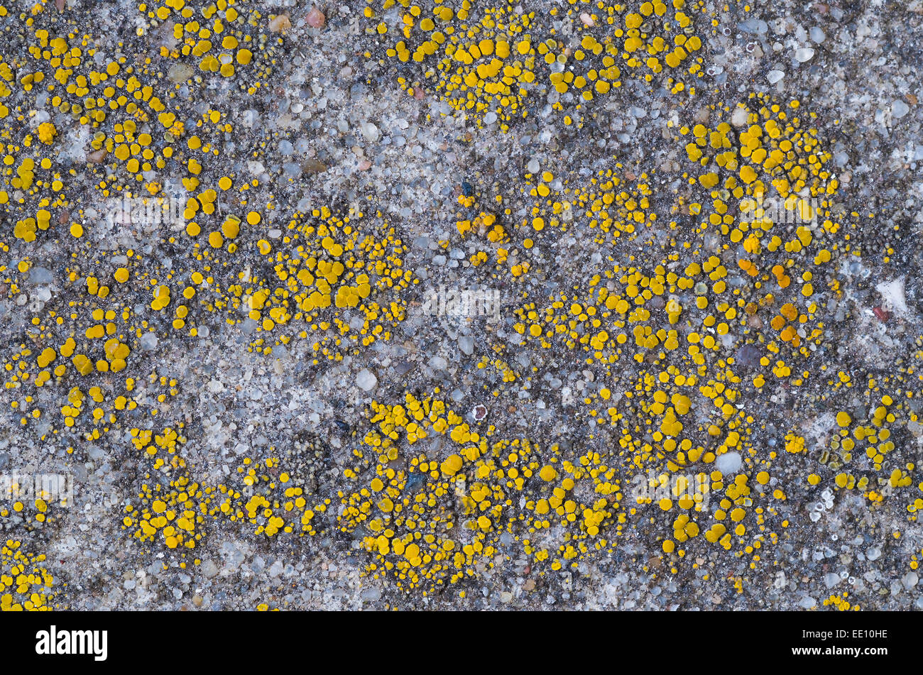 Fungus colony texture Stock Photo - Alamy