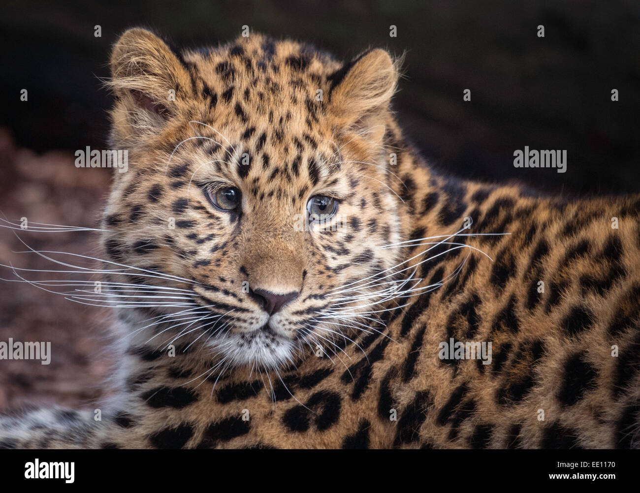 Female Amur leopard cub looking towards camera Stock Photo - Alamy