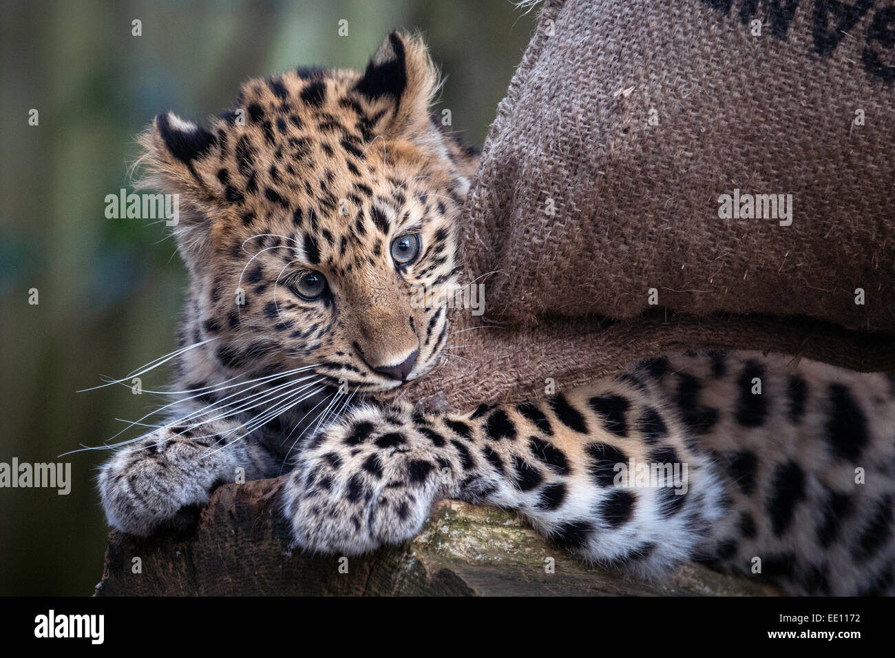 Female Amur leopard cub playing with a sack Stock Photo - Alamy