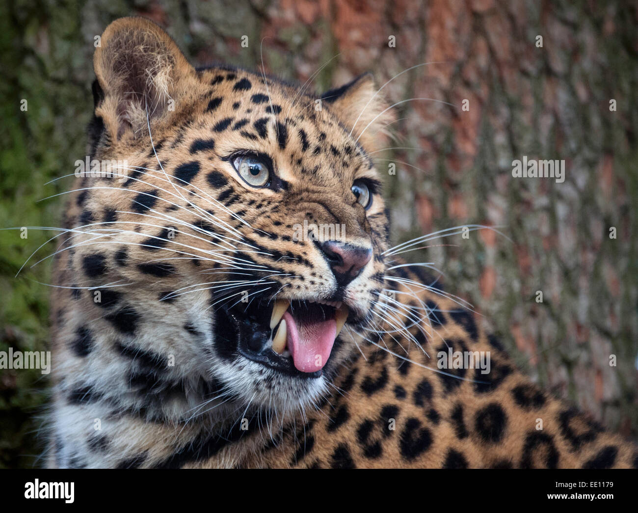 Female Amur leopard snarling Stock Photo - Alamy