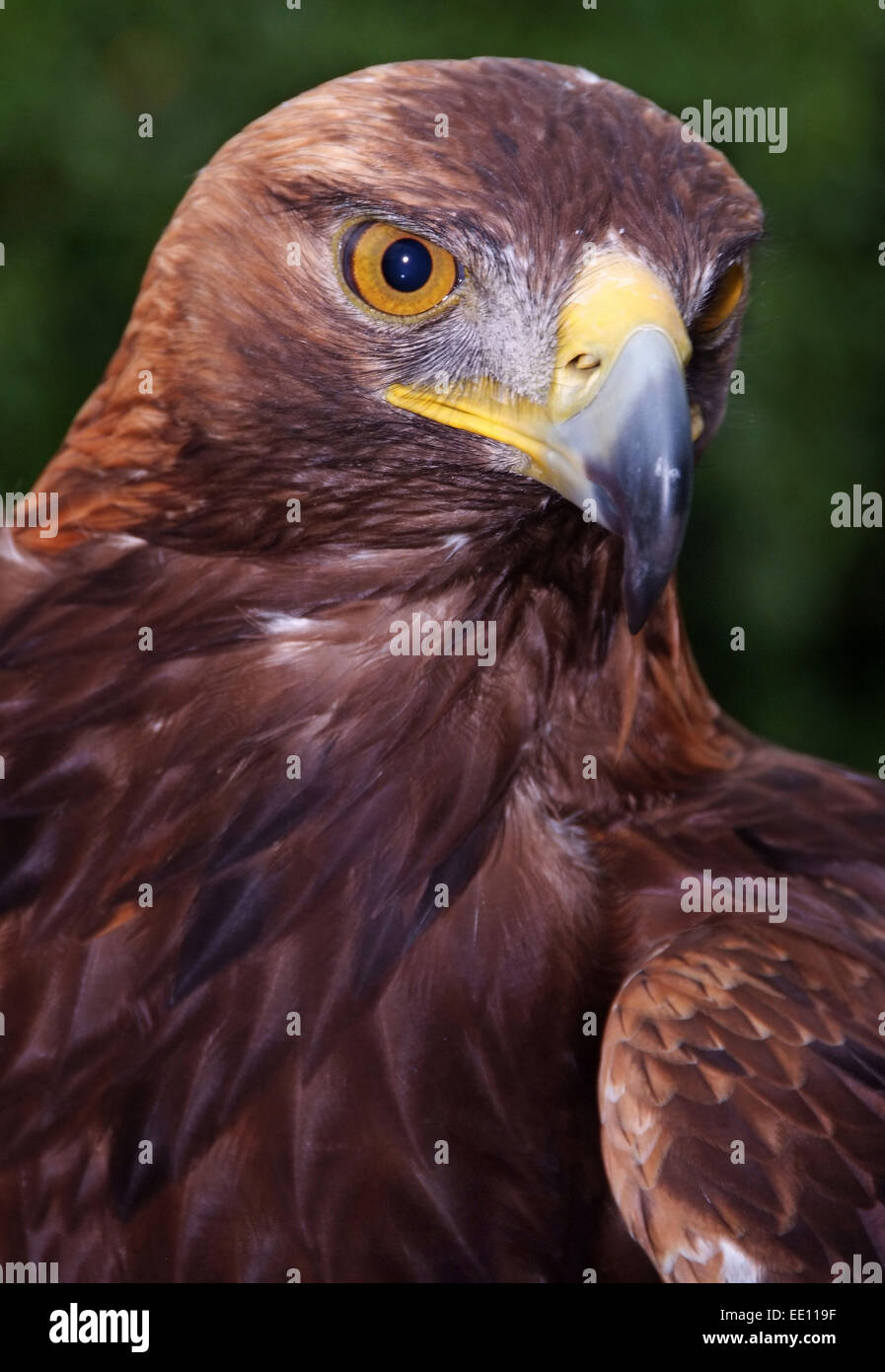 Golden eagles scotland hi-res stock photography and images - Alamy
