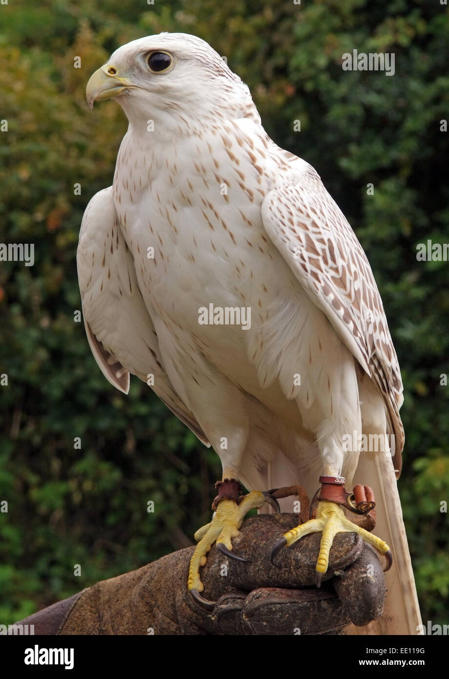 A captive Gyr Falcon Stock Photo - Alamy