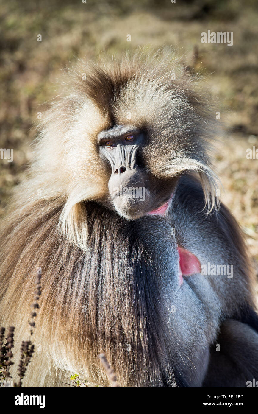 Gelada baboons in national park hi-res stock photography and images - Alamy