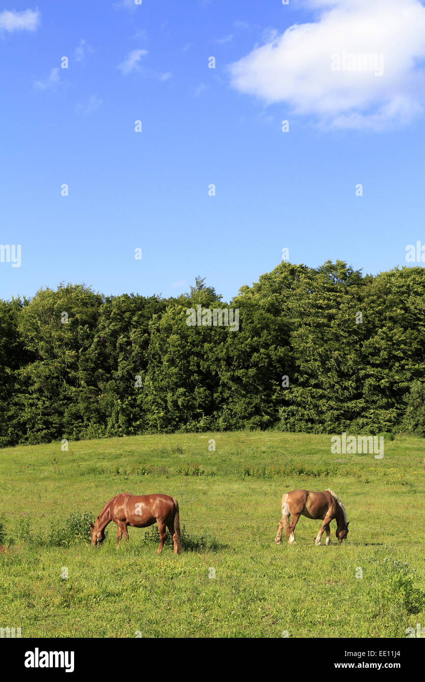 Weiden hi-res stock photography and images - Alamy
