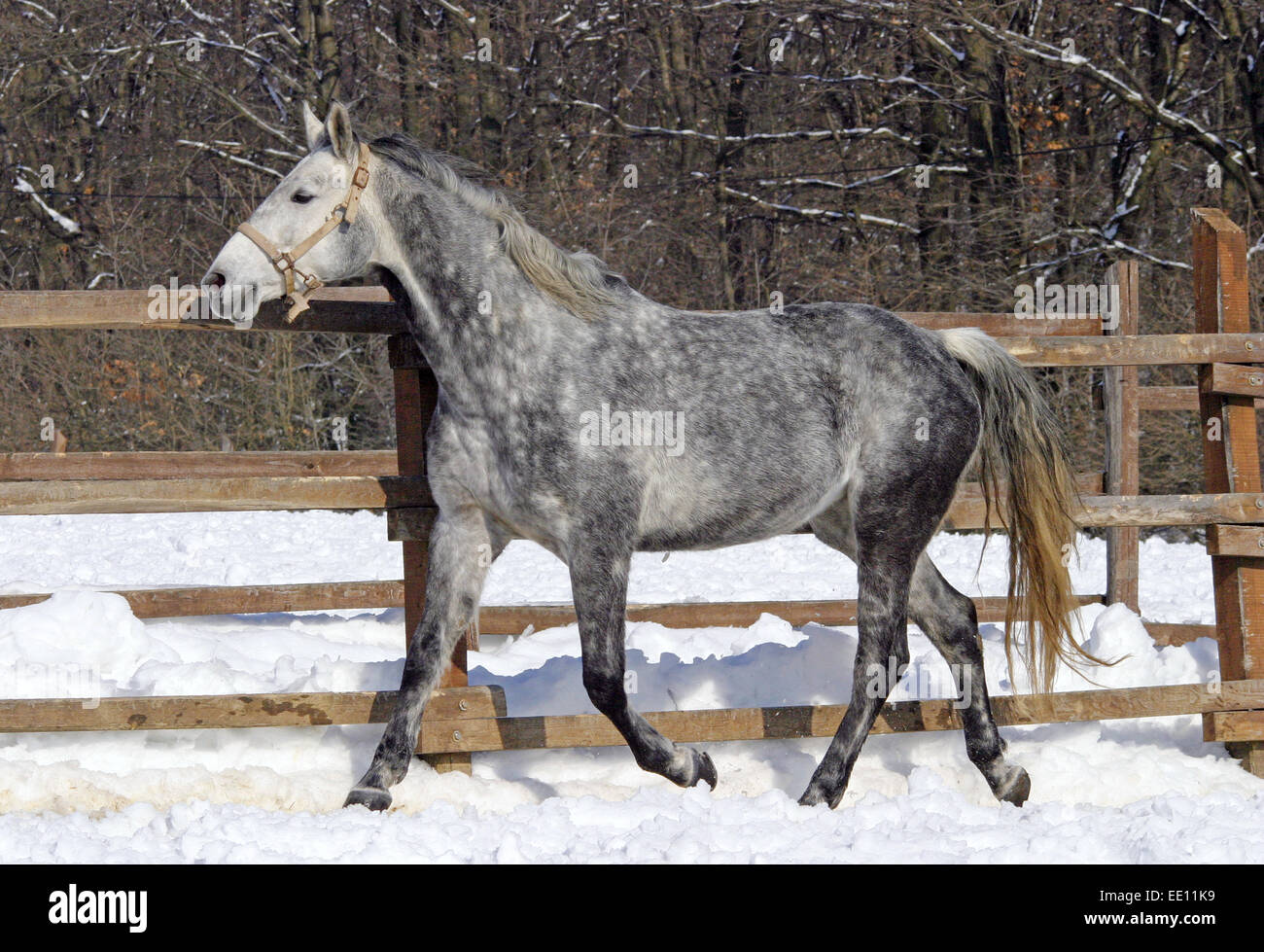 Thoroughbred gray horse galloping in winter corral Stock Photo - Alamy