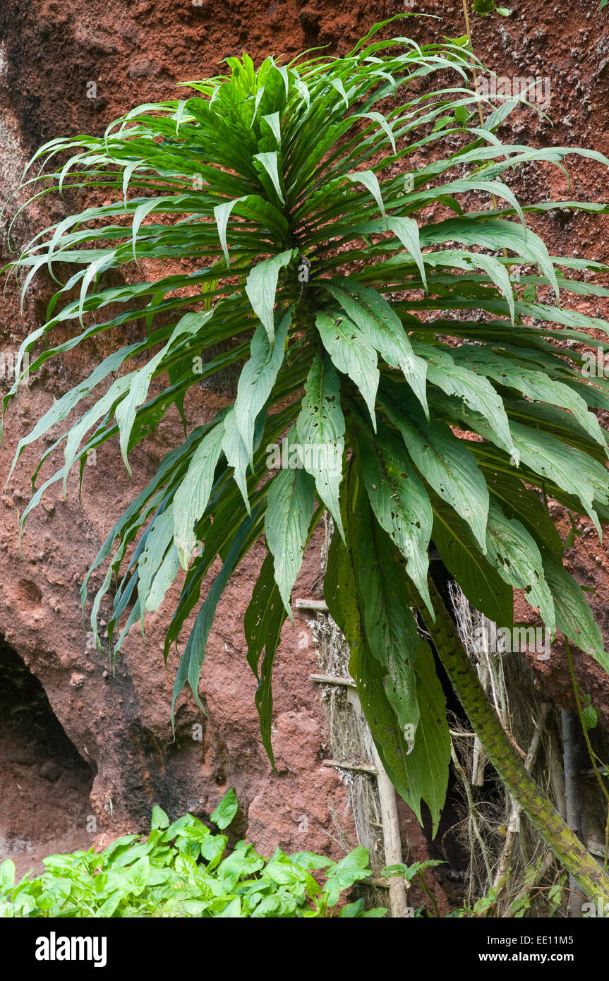 Tree echium (Echium pininana). Barlovento. La Palma. Canary Islands ...
