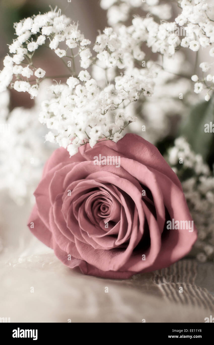 Red rose and white flowers, romantic bouquet Stock Photo - Alamy