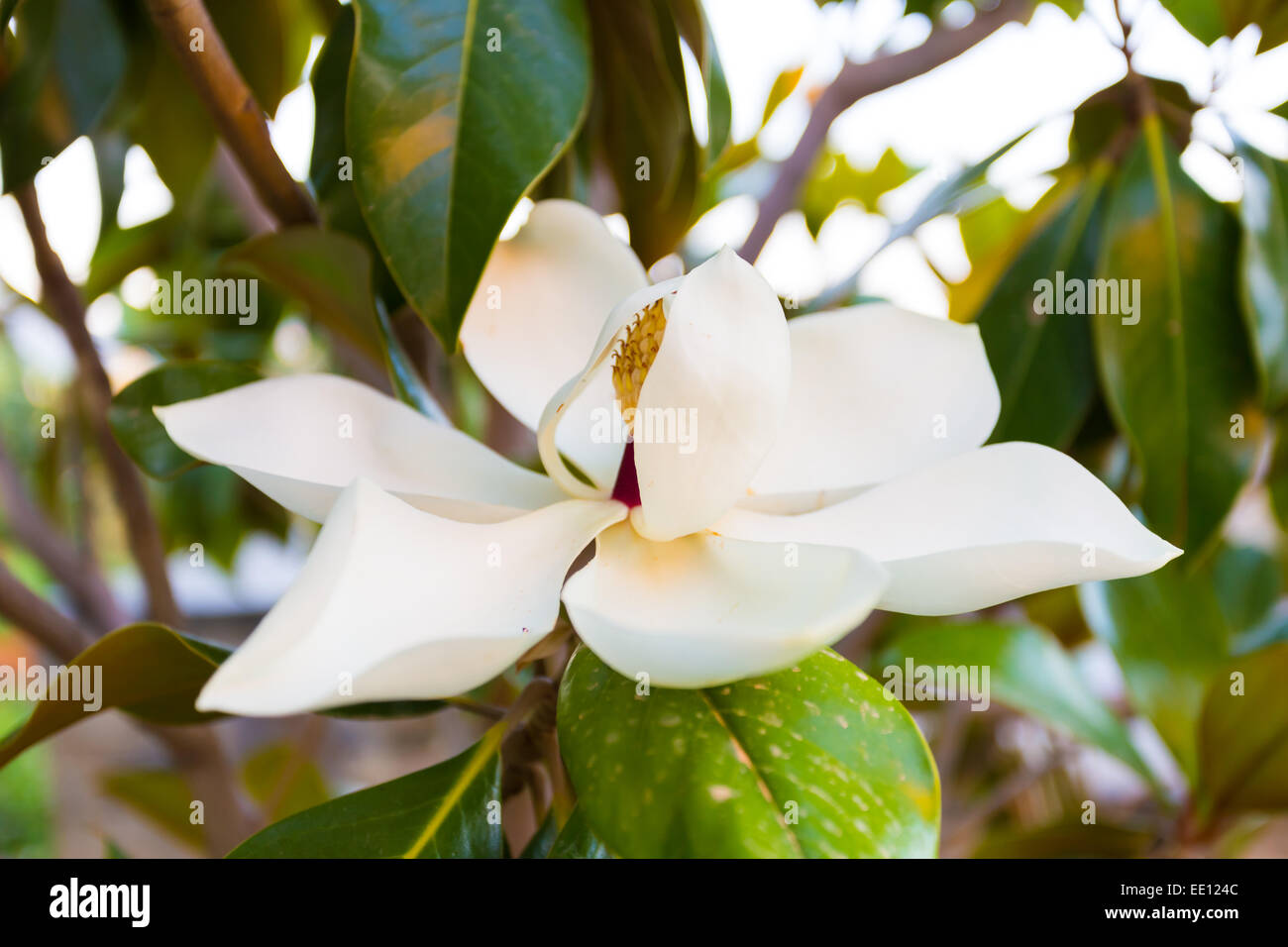 Ficus elastica flower hi-res stock photography and images - Alamy