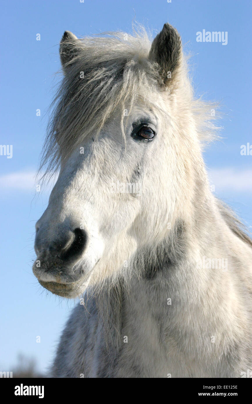 Headshot of a white welsh pony wintertime. Close-up of a gray pony ...