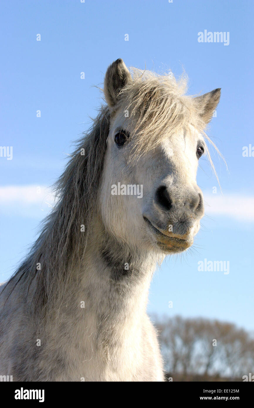 Head shot of a white welsh pony wintertime. Close-up of a gray pony ...