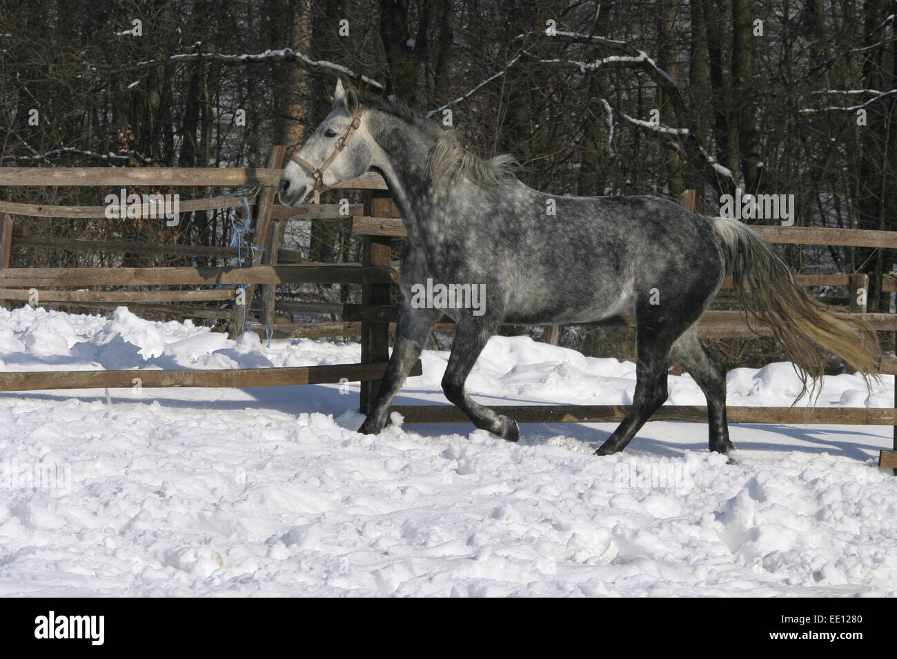 Bouncing horse hi-res stock photography and images - Alamy