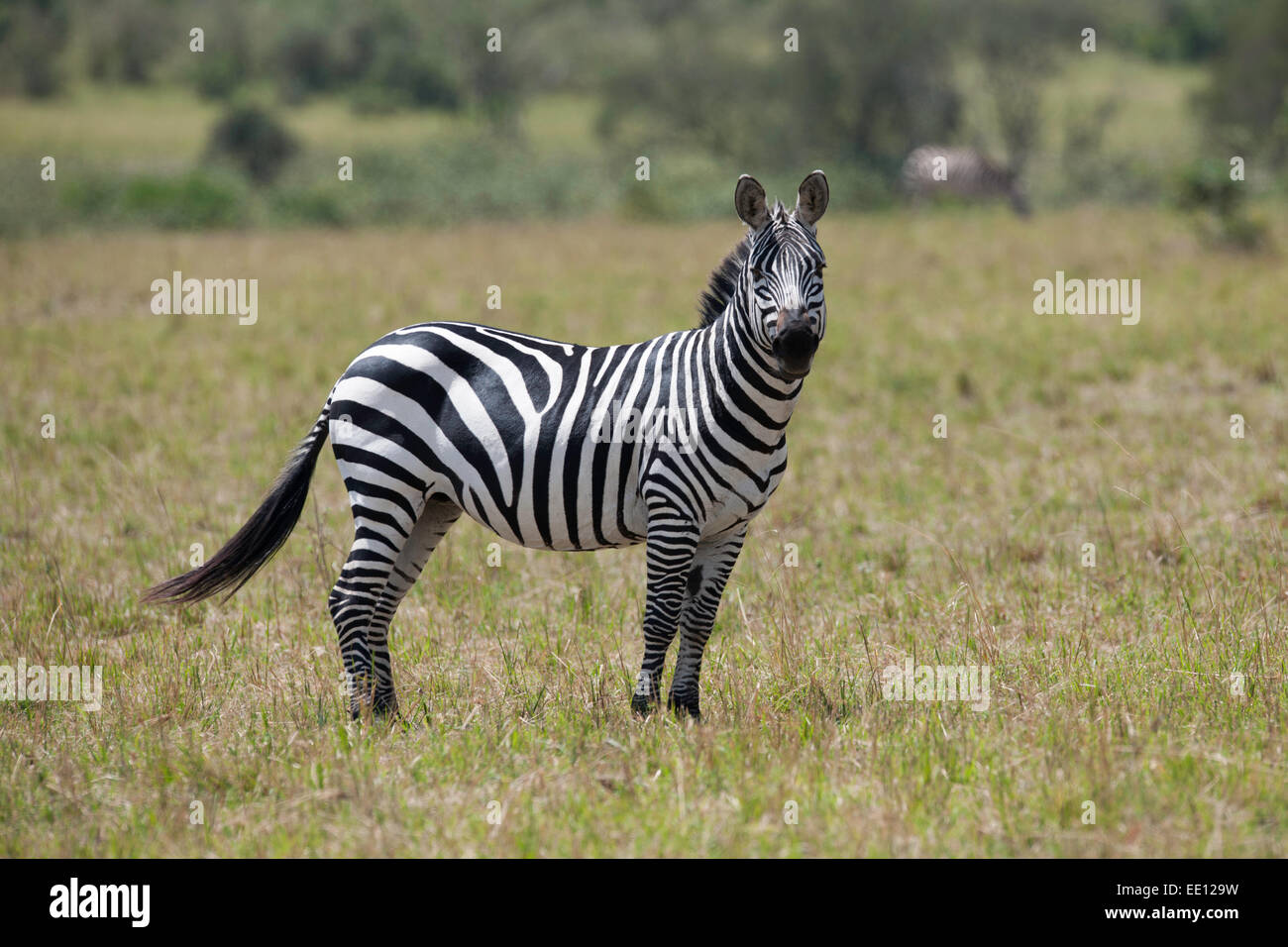 Wide Strips High Resolution Stock Photography and Images - Alamy